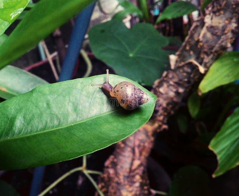 Snail stock photo. Image of little, snail, animal, leaf - 98145118