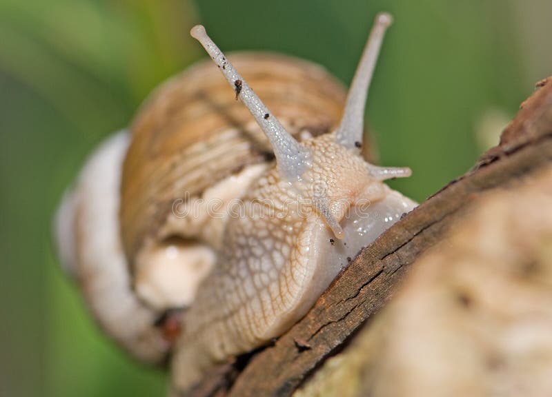 Snail on a log stock photo. Image of closeup, shell, snails - 10730942