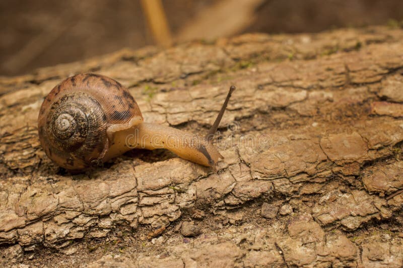 Snail on a log stock photo. Image of eyes, maryland, snail - 41972748
