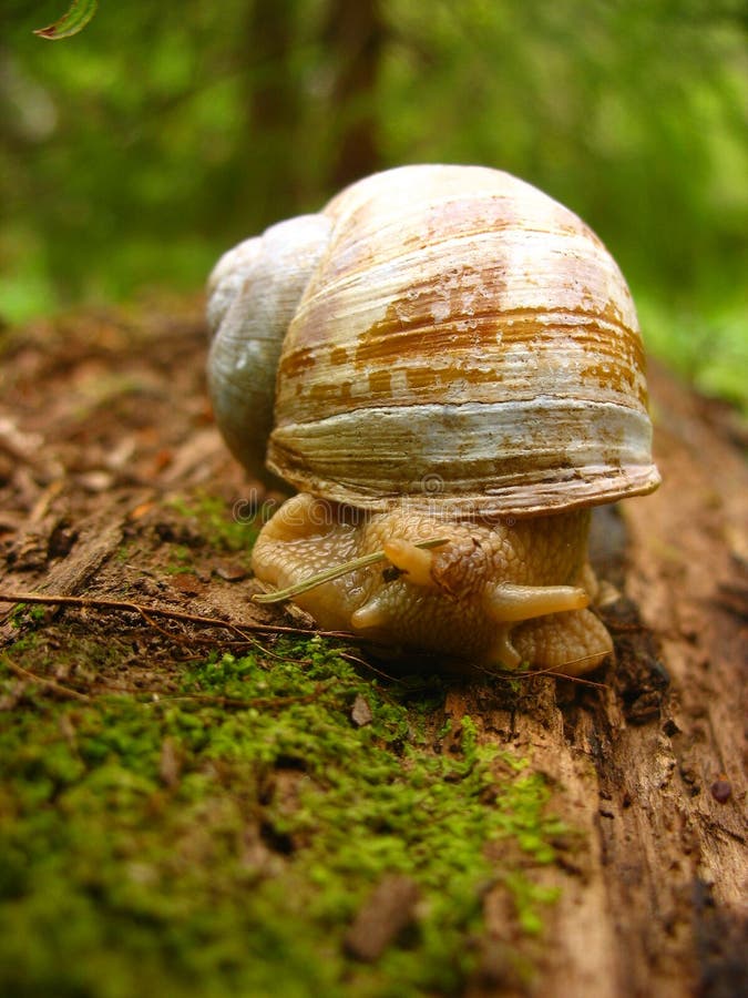 Snail on a log stock photo. Image of slippery, invertebrate - 9197128