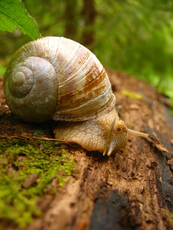 Snail on a log stock image. Image of snail, nature, invertebrate - 9197139