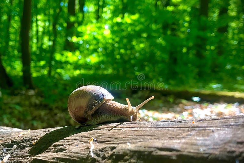 Snail on a Log in the Forest. Grape Snail. Stock Image - Image of slimy ...