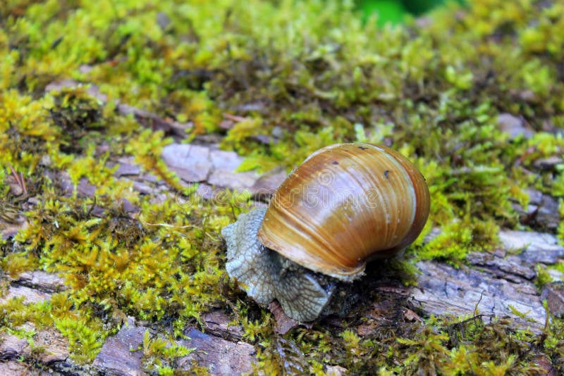 Snail on a log stock image. Image of leaf, reserve, land - 43464509