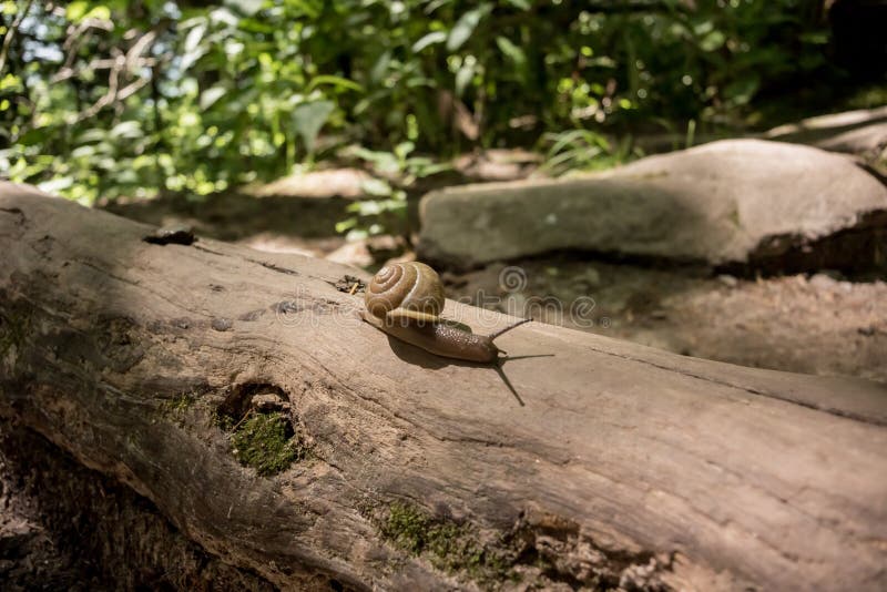 Snail on Log Profile stock image. Image of insect, slimy - 150544975