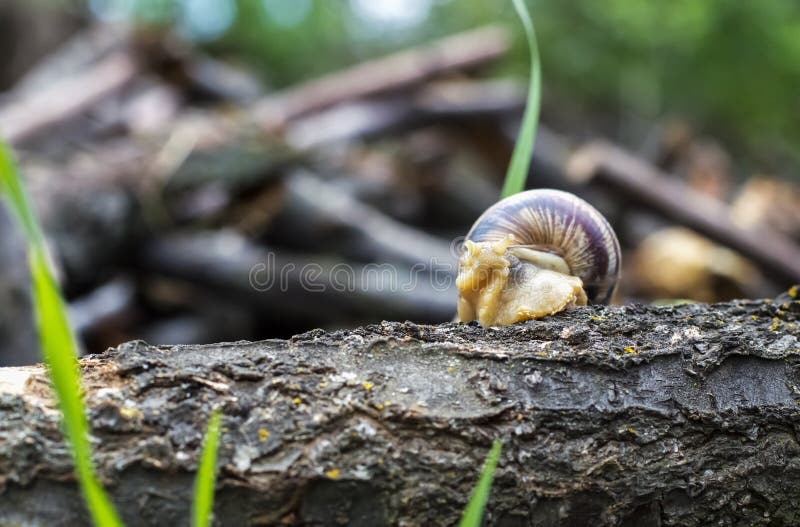 Snail on a log in the sink stock photo. Image of branch - 71137782
