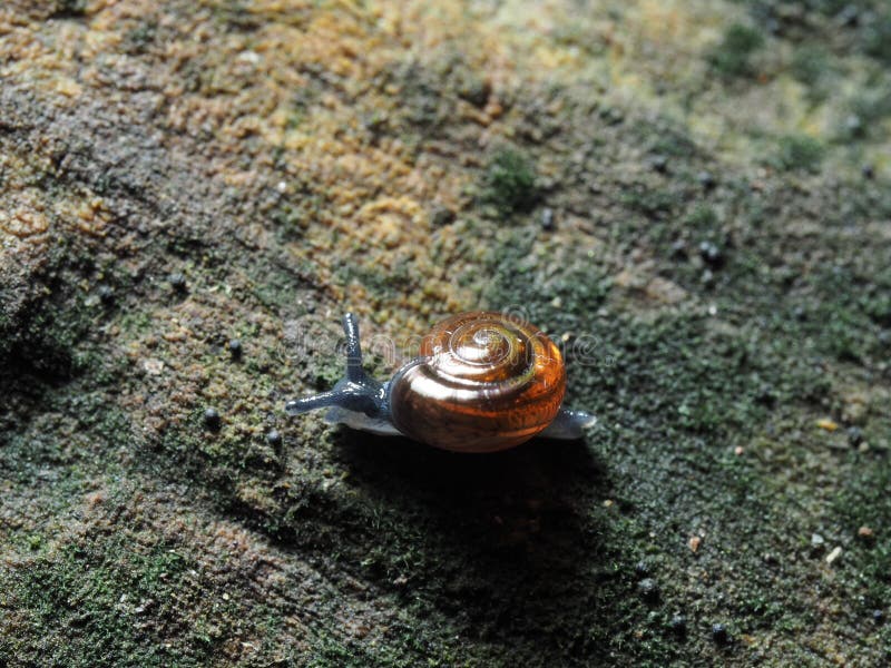 Snail on log stock image. Image of closeup, wildlife - 100688429