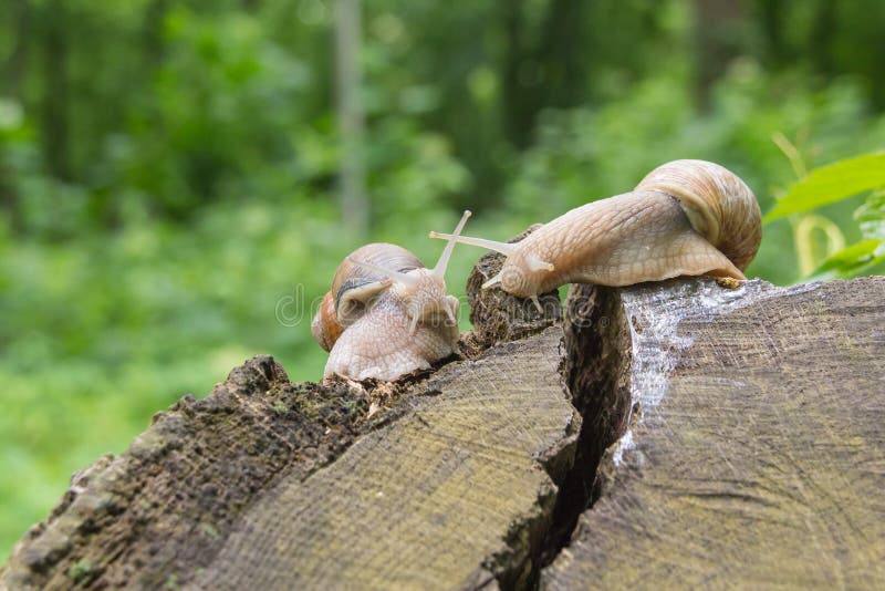 Snail on a log stock image. Image of snail, nature, invertebrate - 9197139