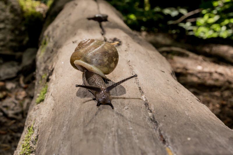 Snail on Log Straight on stock photo. Image of antennae - 64338380