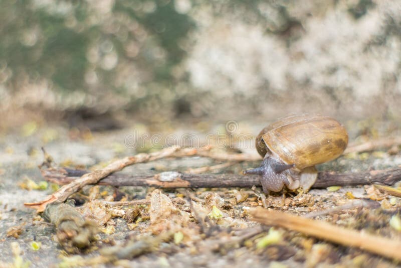 Snail on the log stock photo. Image of wildlife, small - 92751836