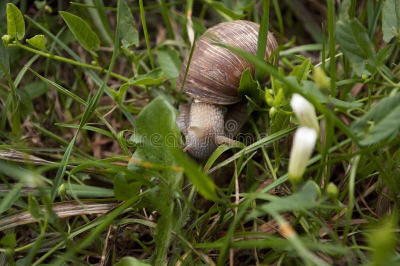 Snail stock image. Image of snail, jungle, minimalistic - 47557387