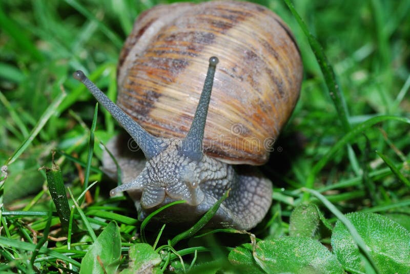Snail look in camera stock photo. Image of macro, mollusk - 22480808