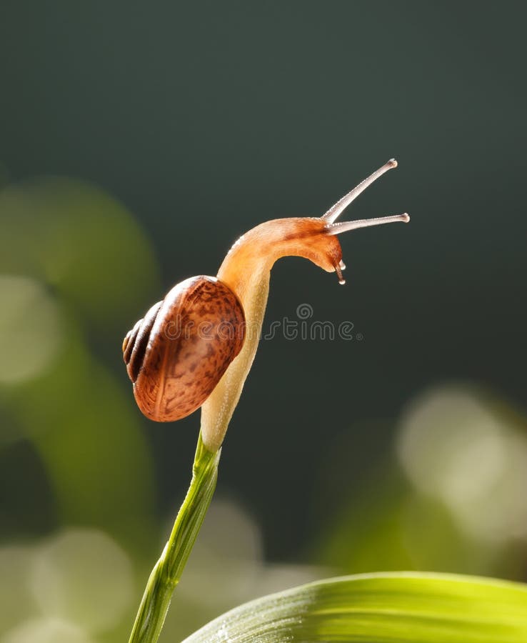 Snail Look Down from Grass Top Stock Image - Image of delicate, head ...
