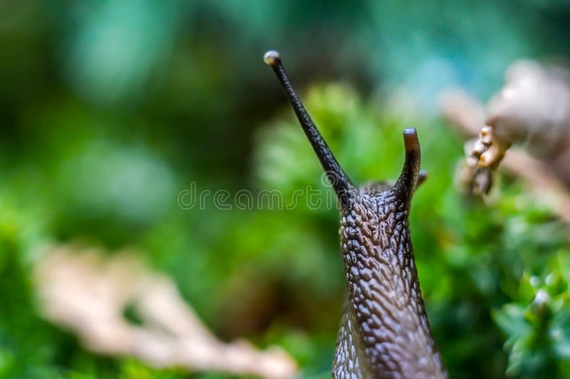 A snail looking around stock photo. Image of antennas - 125583124
