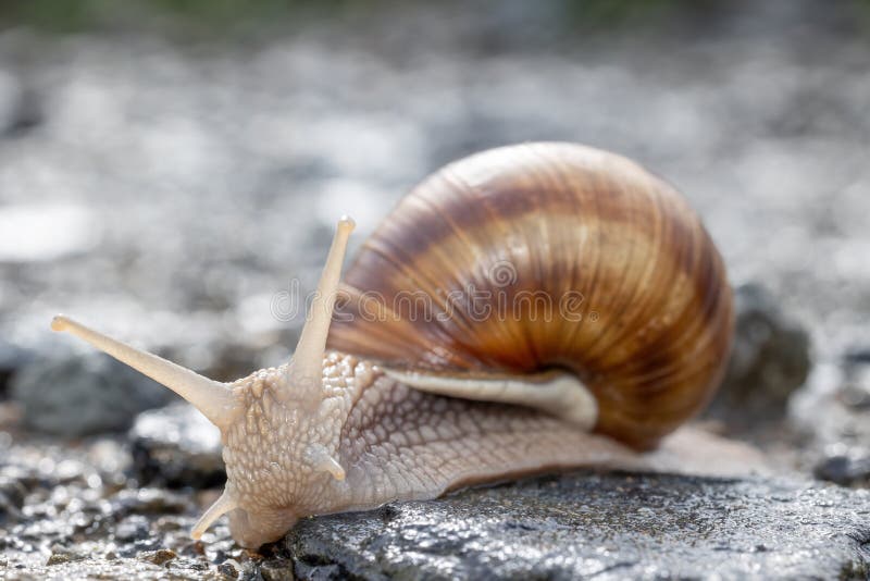 Snail is Looking at the Camera Closeup Stock Image - Image of shell ...