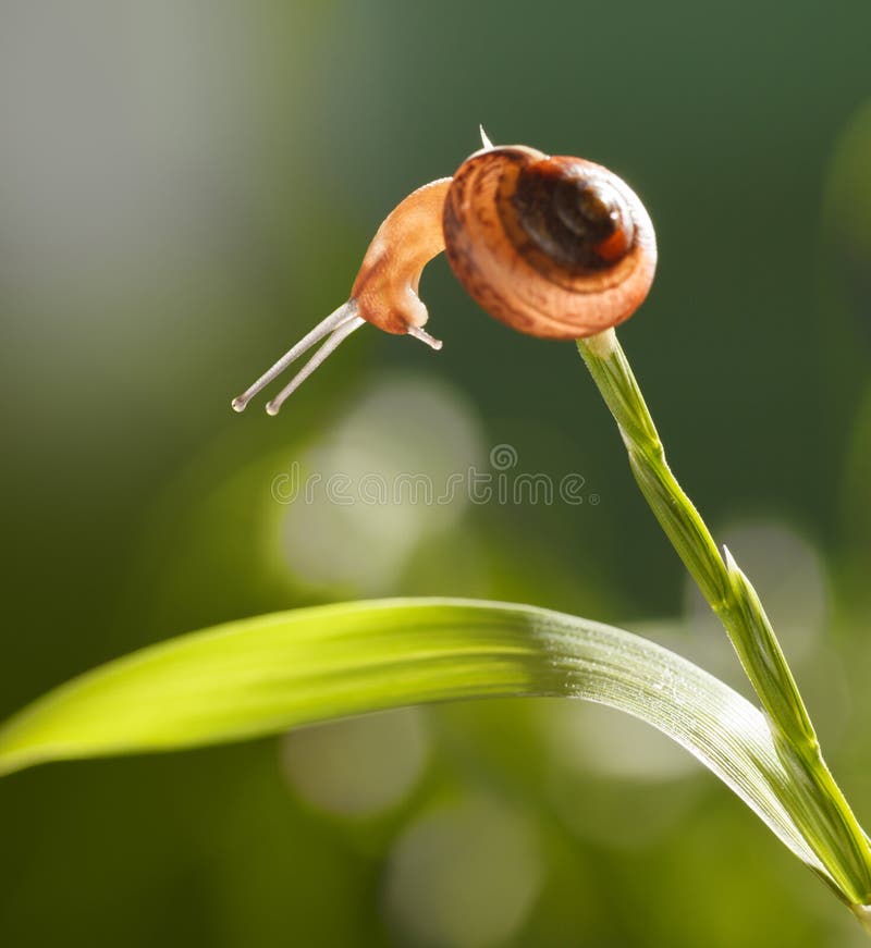 Snail Looking Down from Grass Stock Image - Image of gastropod, garden ...