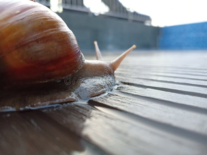 The Snail Looking for Pool at the Rooftop after Rain Stock Image ...