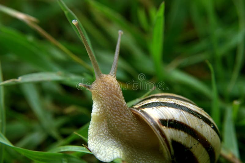 Snail Looking To Right View from Back Stock Image - Image of back ...