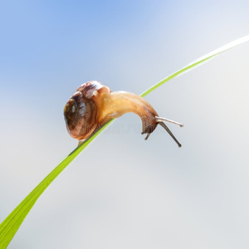 Snail Looks Down from Blade Stock Photo - Image of cloudy, climb: 189407086