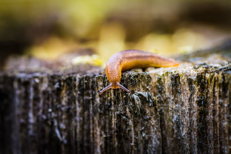 Snail looks down a bole stock photo. Image of small, light - 38329468