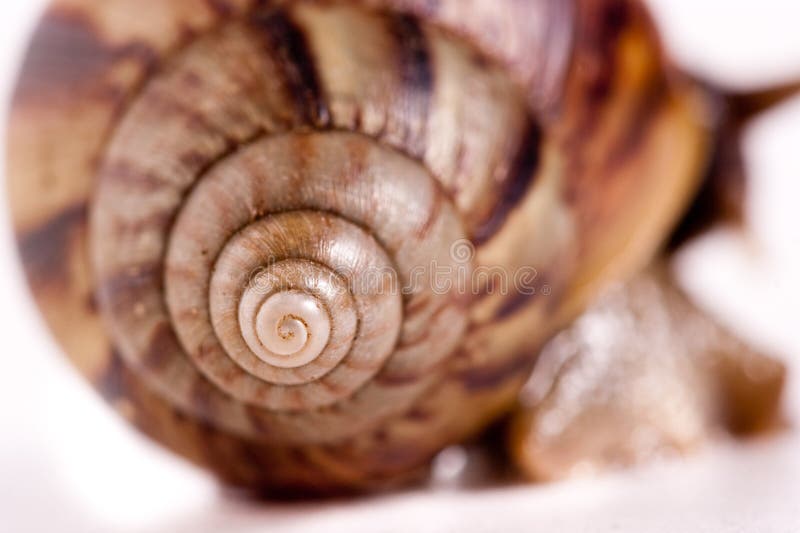Snail macro stock photo. Image of nature, animal, close - 13883656