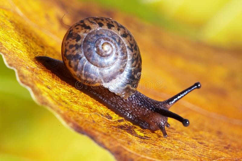 Snail macro stock image. Image of house, abstract, nature - 29241735