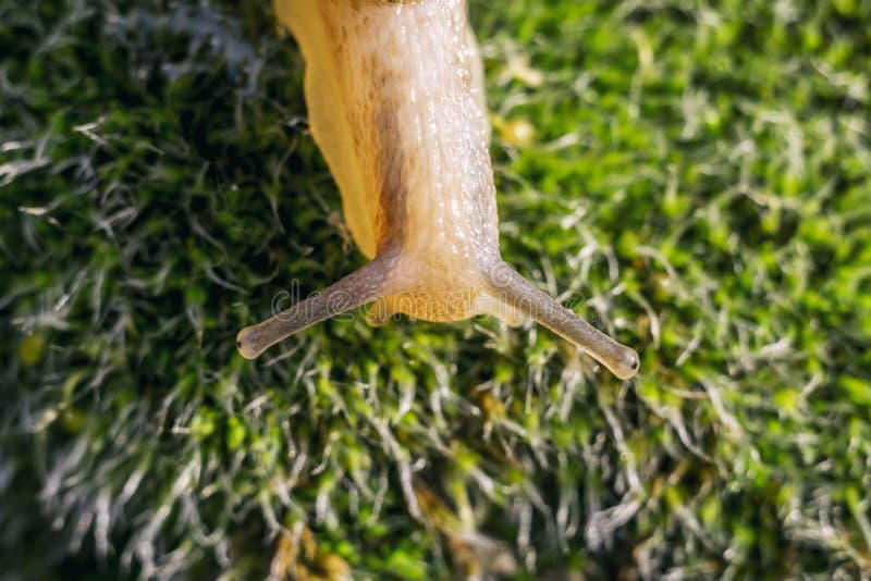 Snail Macro stock image. Image of wild, moss, molluscan - 66858005