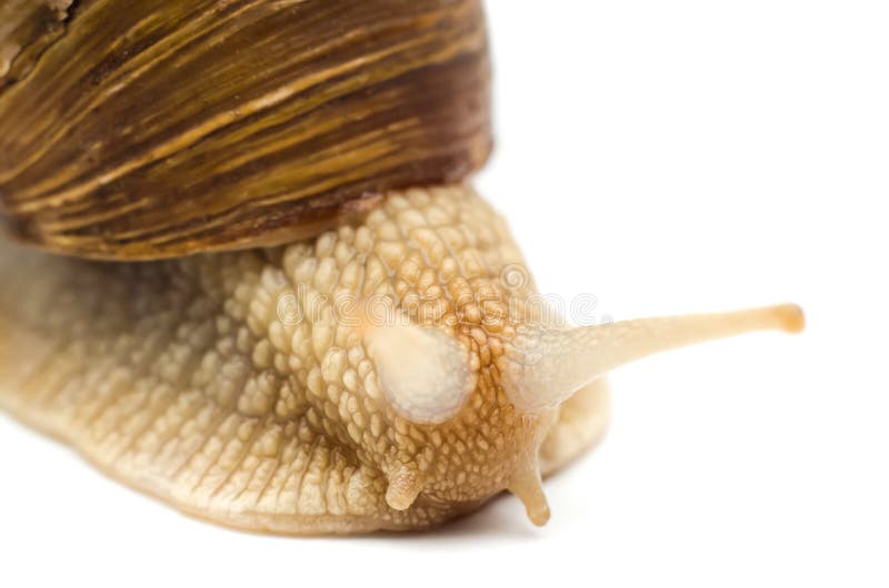 Snail macro stock image. Image of copy, macro, helix - 228030049