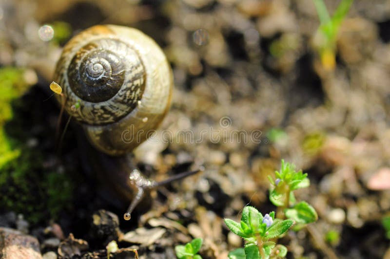 Snail macro stock image. Image of green, closeup, shell - 88997209