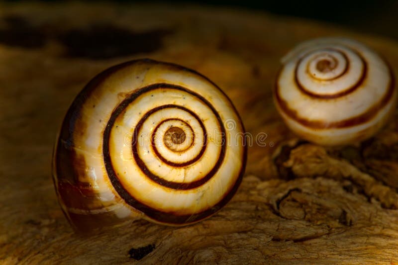 Snail Macro Photo. Natural Background. Stock Image - Image of insect ...