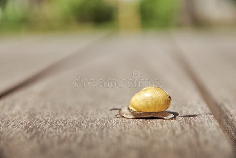 Snail Makes Slowly Its Way on the Wood Stock Photo - Image of slow ...