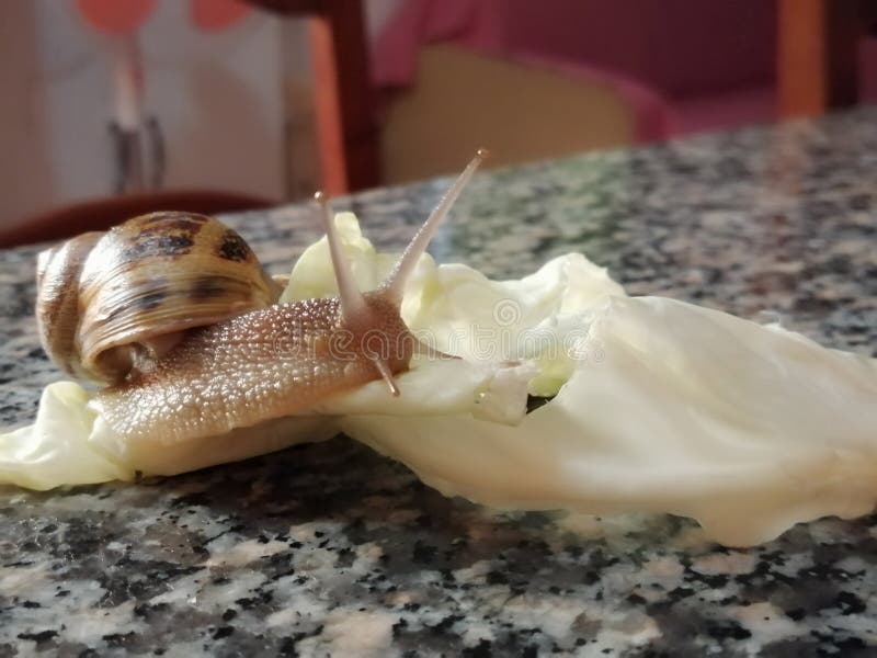 Snail Making the Aperitif on the Table Stock Image - Image of table ...