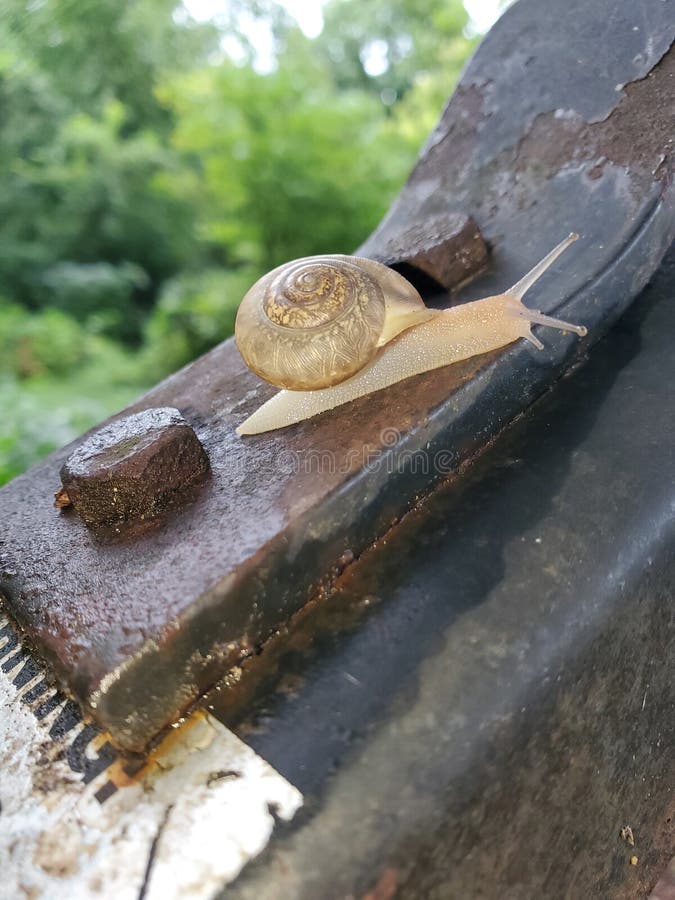 Snail making his way stock photo. Image of snail, perspective - 228997364