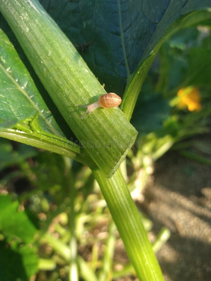 Snail Making a Trail Morning Stock Image - Image of making, snail ...