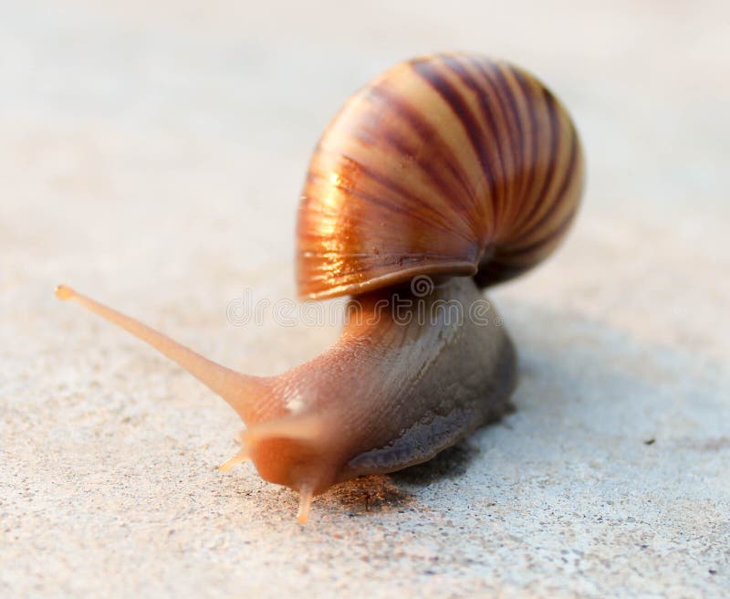 The Snail man in the park stock image. Image of park - 89423251