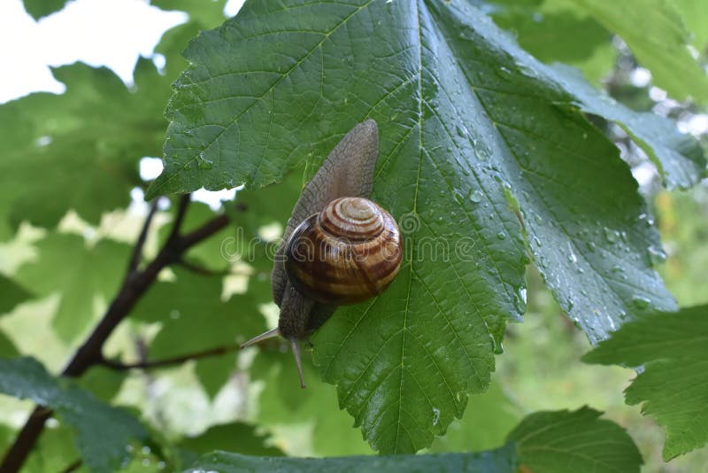 The Snail on the Maple Leaf Stock Image - Image of insects, crown ...