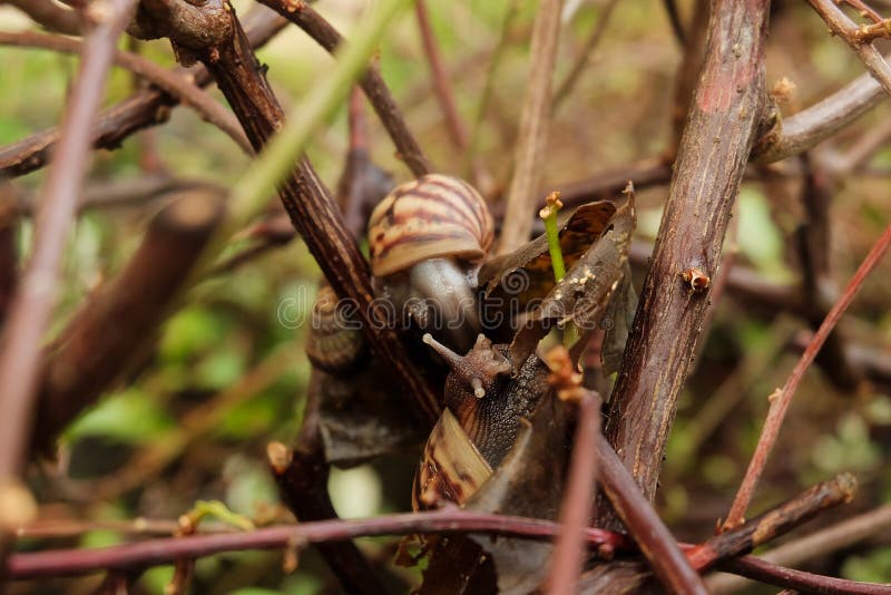 A snail mating in bush stock image. Image of nature - 210938439