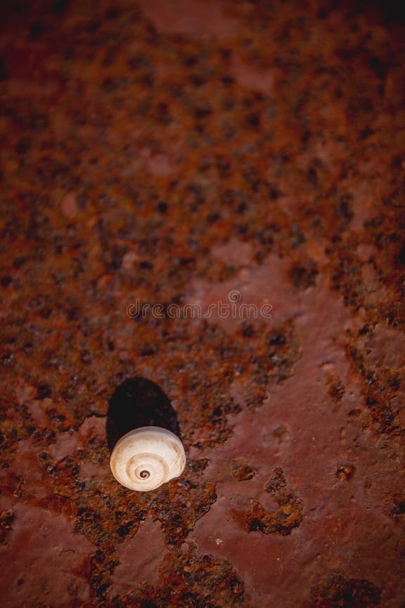 Snail on metal stock photo. Image of gastropod, abandoned - 92050152