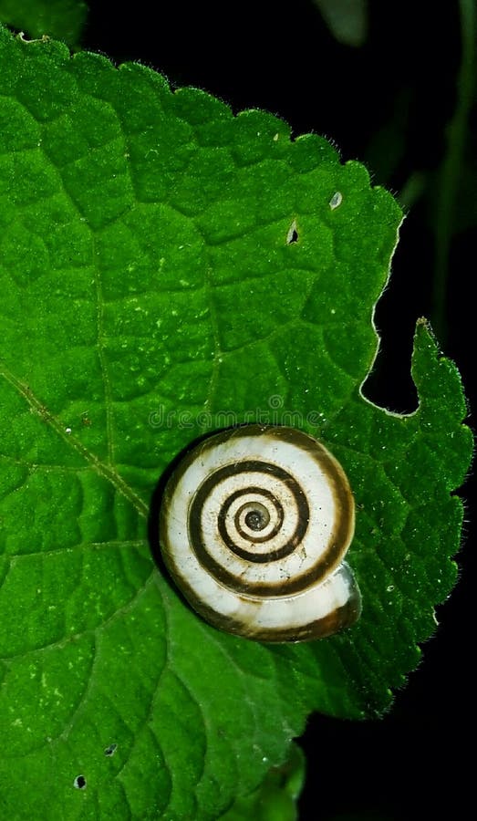 310 Sleeping Snail Stock Photos - Free & Royalty-Free Stock Photos from ...