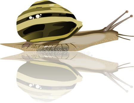 Snail mollusc slow shell stock vector. Illustration of slow - 9076266