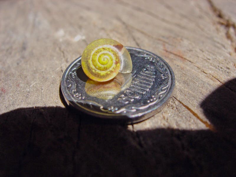 Snail mollusk slug coin stock image. Image of slug, snail - 62358025