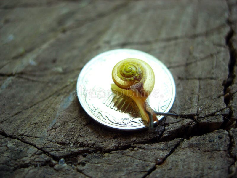 Snail Mollusk Slug on a Coin Stock Photo - Image of shell, river: 62358012