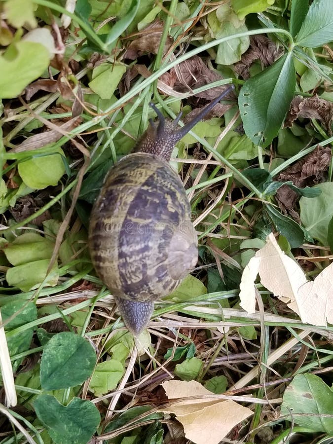 Snail stock photo. Image of shell, snail, mollusks, bugs - 157155020