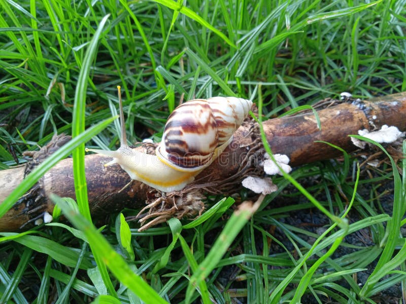Snail in the morning stock photo. Image of live, animal - 315429146