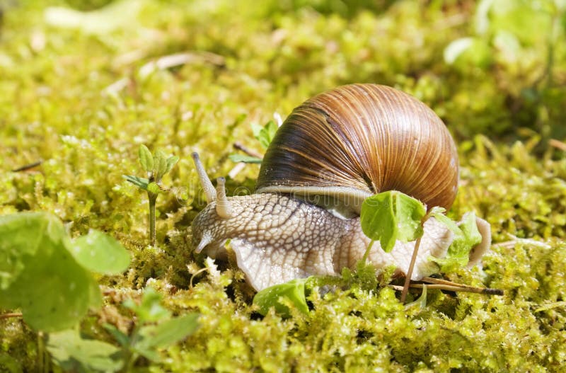 Snail in the moss stock image. Image of tranquil, green - 12011903