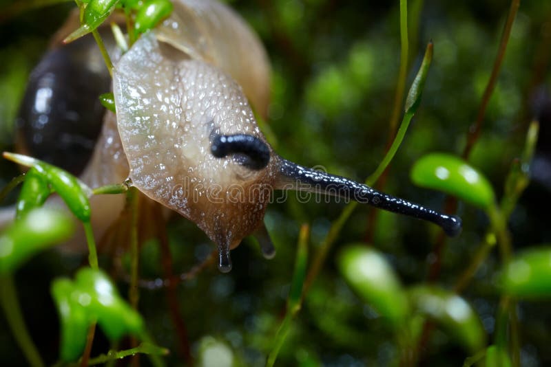 Snail on moss stock photo. Image of green, forest, antenna - 29341618