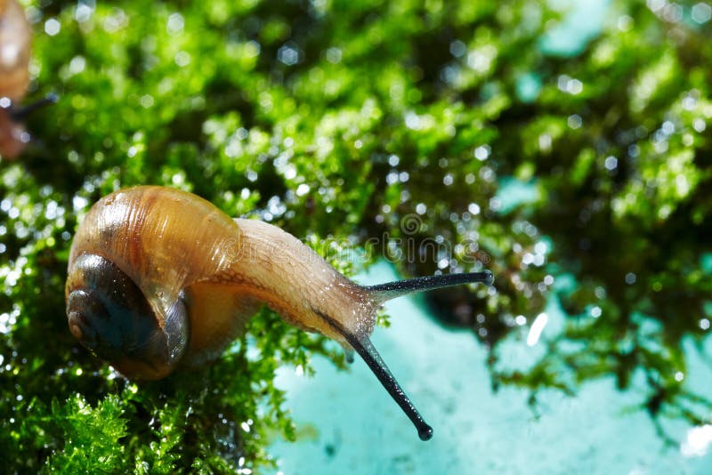 Snail on moss stock image. Image of slow, formless, spiral - 29417113