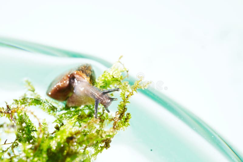 Snail on moss stock photo. Image of crawling, slimy, formless - 29417114
