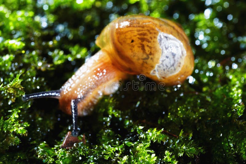 Snail on moss stock photo. Image of broken, formless - 29417126