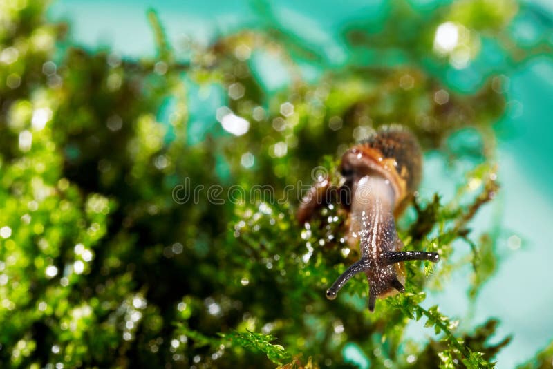 Snail on moss stock photo. Image of lush, cockleshell - 29417128