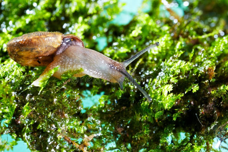 Snail on moss stock image. Image of slippery, antenna - 29417133